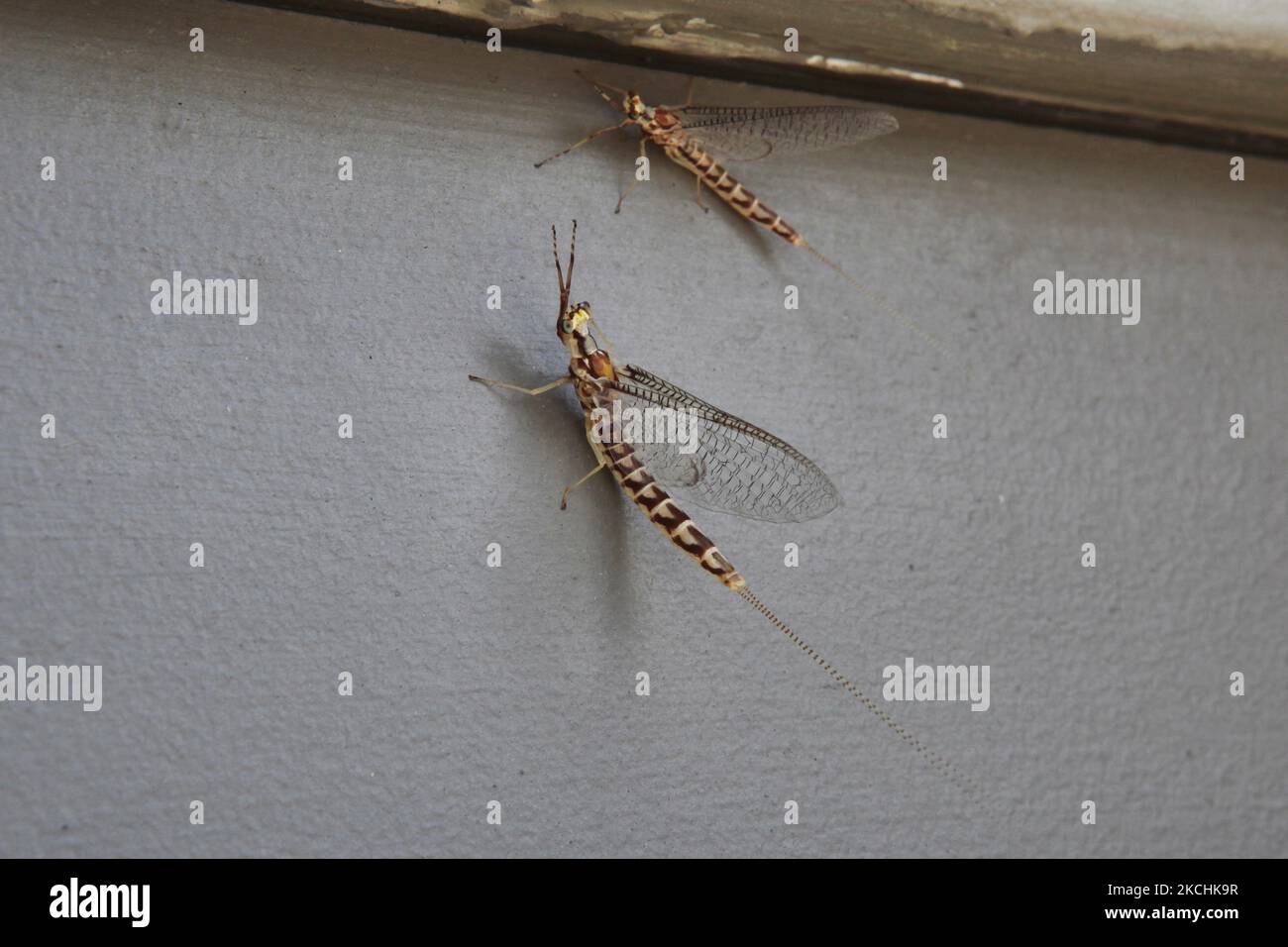 Mayflies aquatic insects immagini e fotografie stock ad alta ...