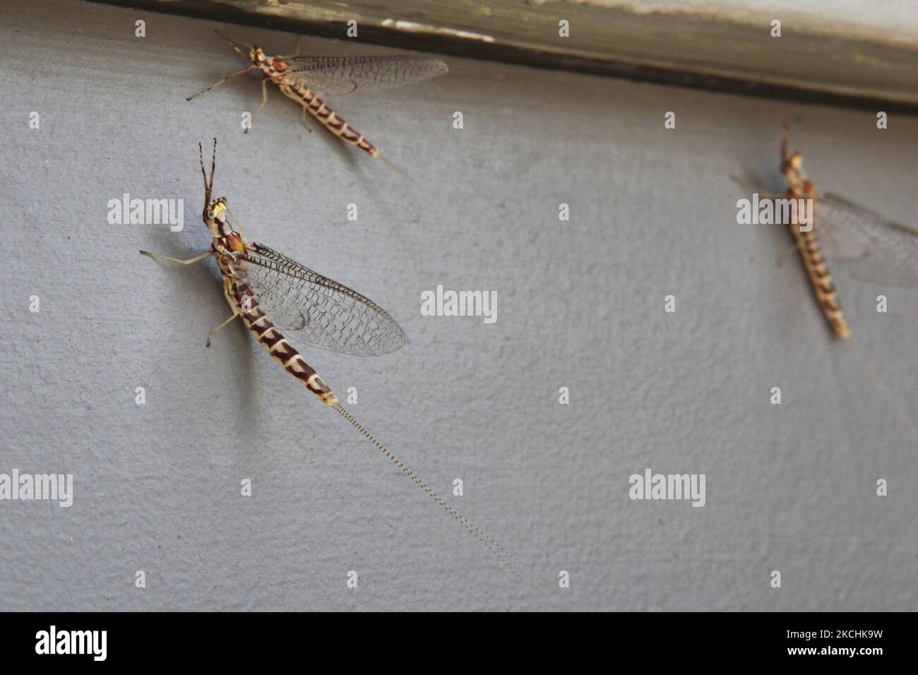 Mayflies aquatic insects immagini e fotografie stock ad alta ...