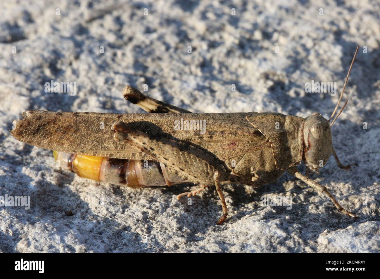 Trimerotropis verruculata verruculata immagini e fotografie stock ad ...