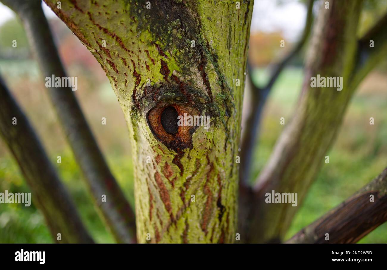 Nodo del tronco d'albero immagini e fotografie stock ad alta ...