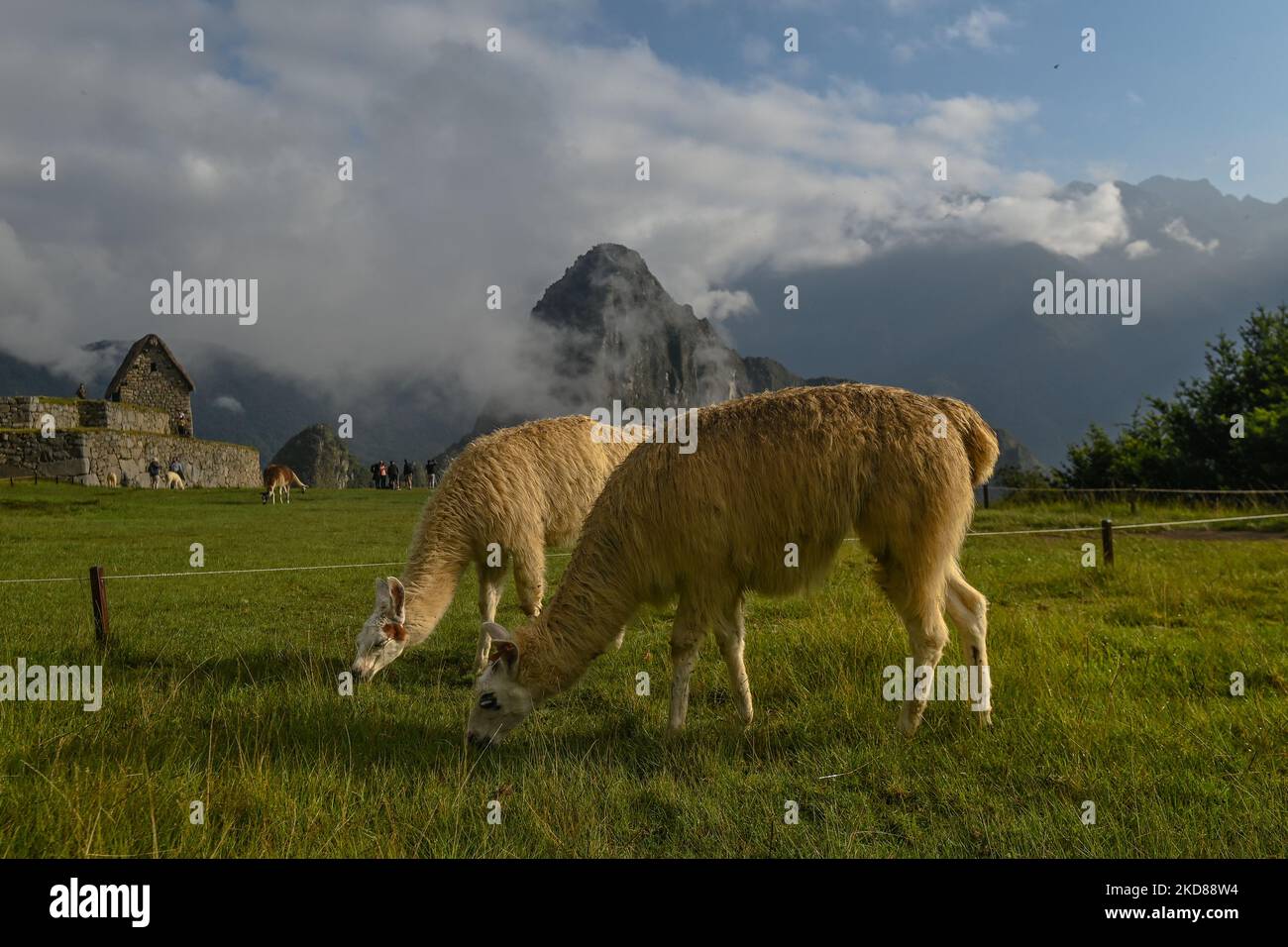Lama con rovine di Machu Picchu sullo sfondo. L'icona più famosa della ...