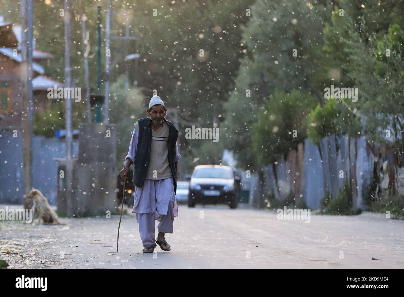 Polline di pioppo russo femminile fresco immagini e fotografie stock ad ...