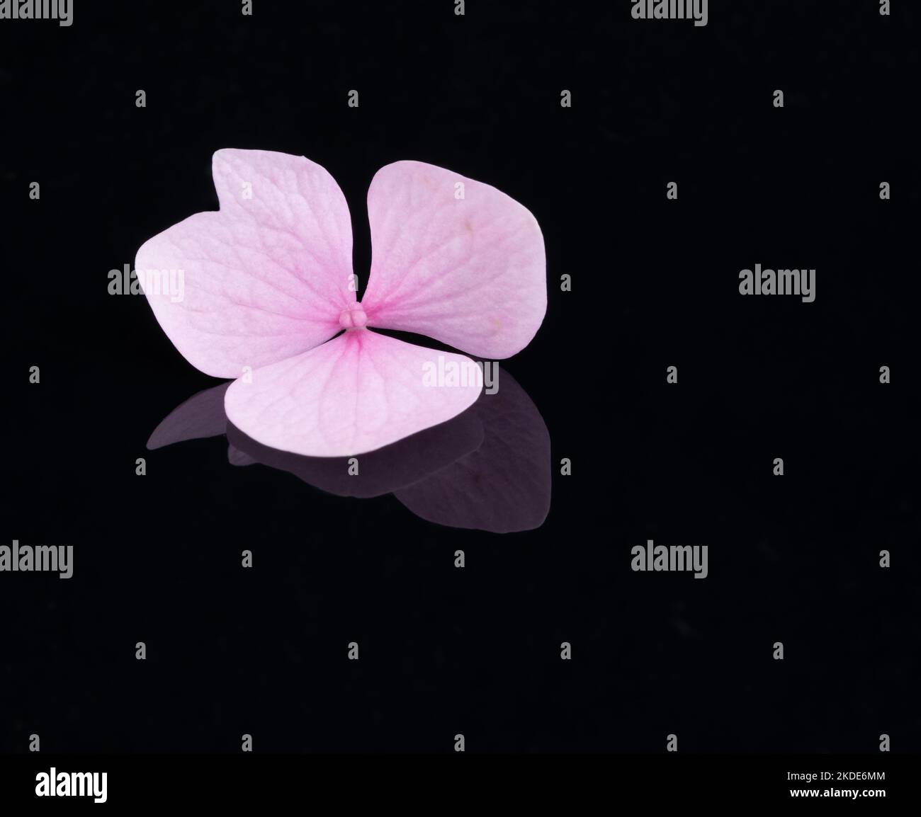 Sfondo nero e rosa immagini e fotografie stock ad alta risoluzione - Alamy