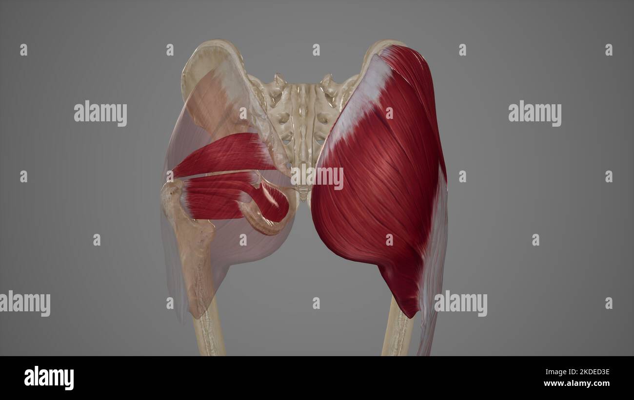 Gluteal region immagini e fotografie stock ad alta risoluzione - Alamy