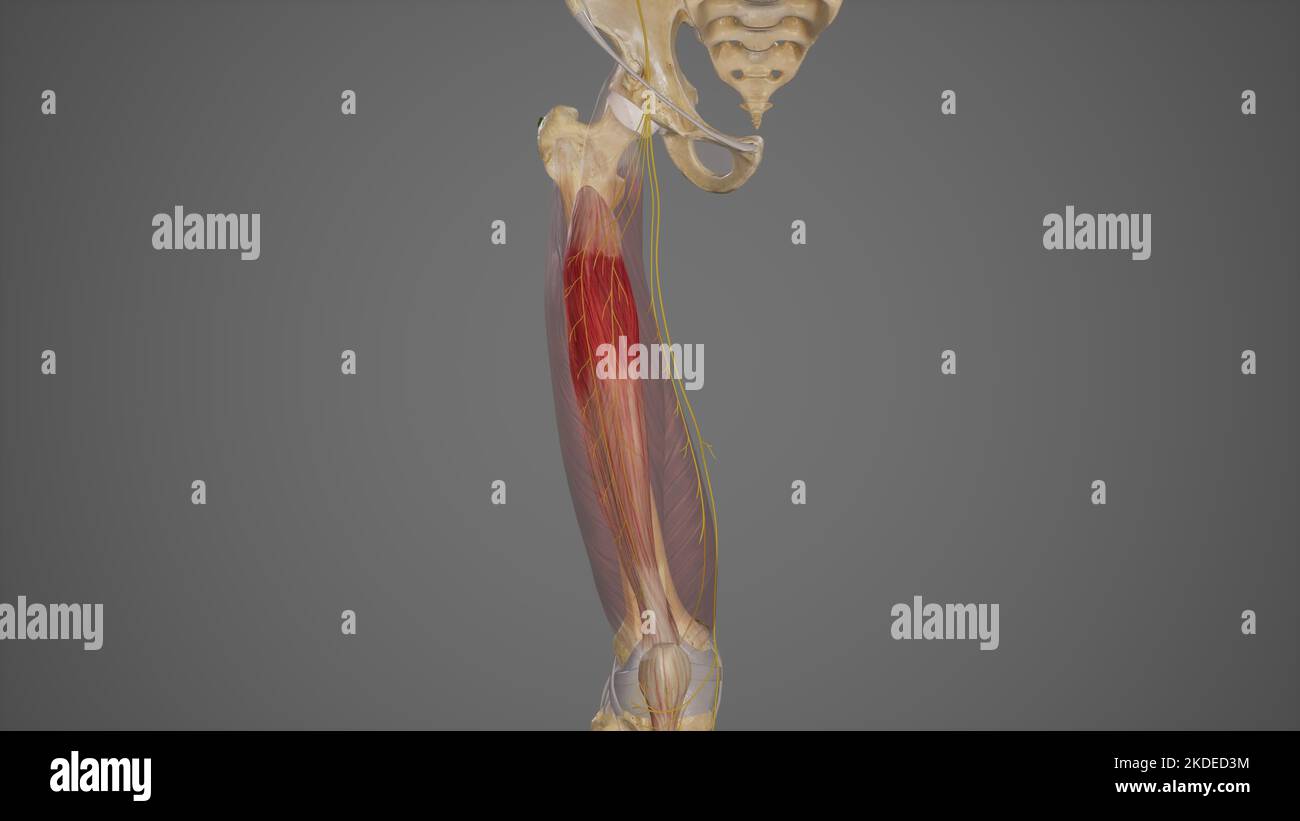 Nervo crurale anteriore immagini e fotografie stock ad alta risoluzione ...