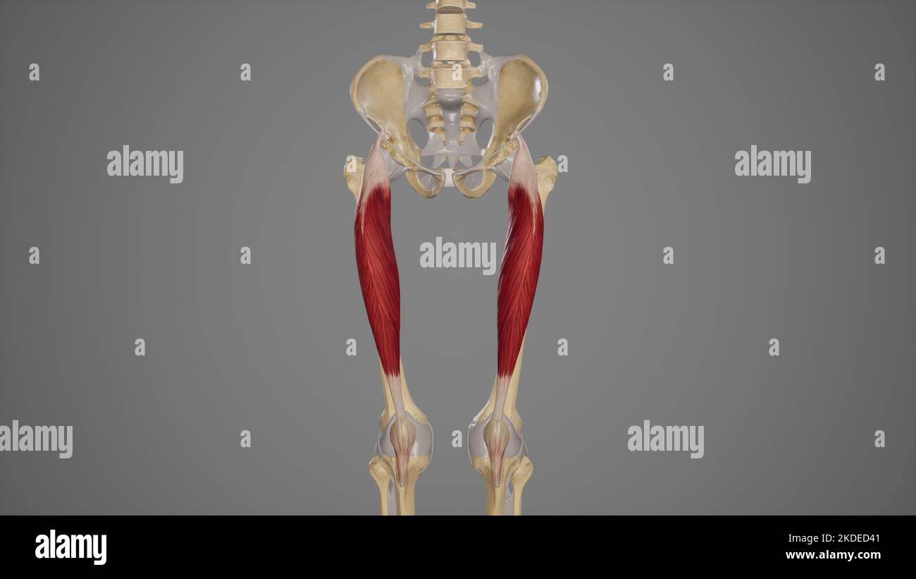 Spina iliaca anterior inferior immagini e fotografie stock ad alta ...