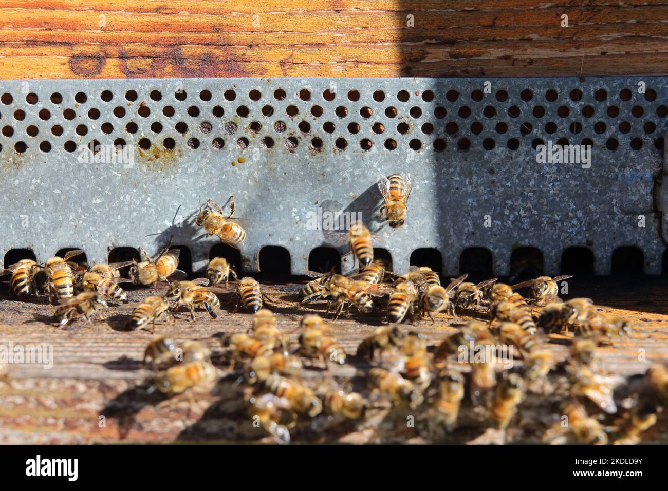 Infermiere api immagini e fotografie stock ad alta risoluzione - Alamy