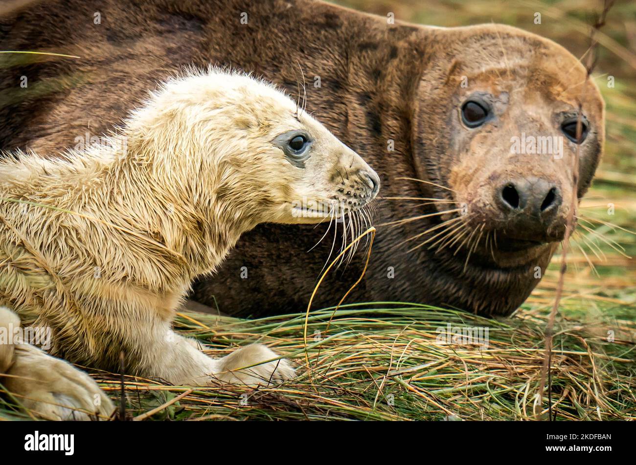 Una foca grigia con il suo cuccioli, presso la riserva naturale ...