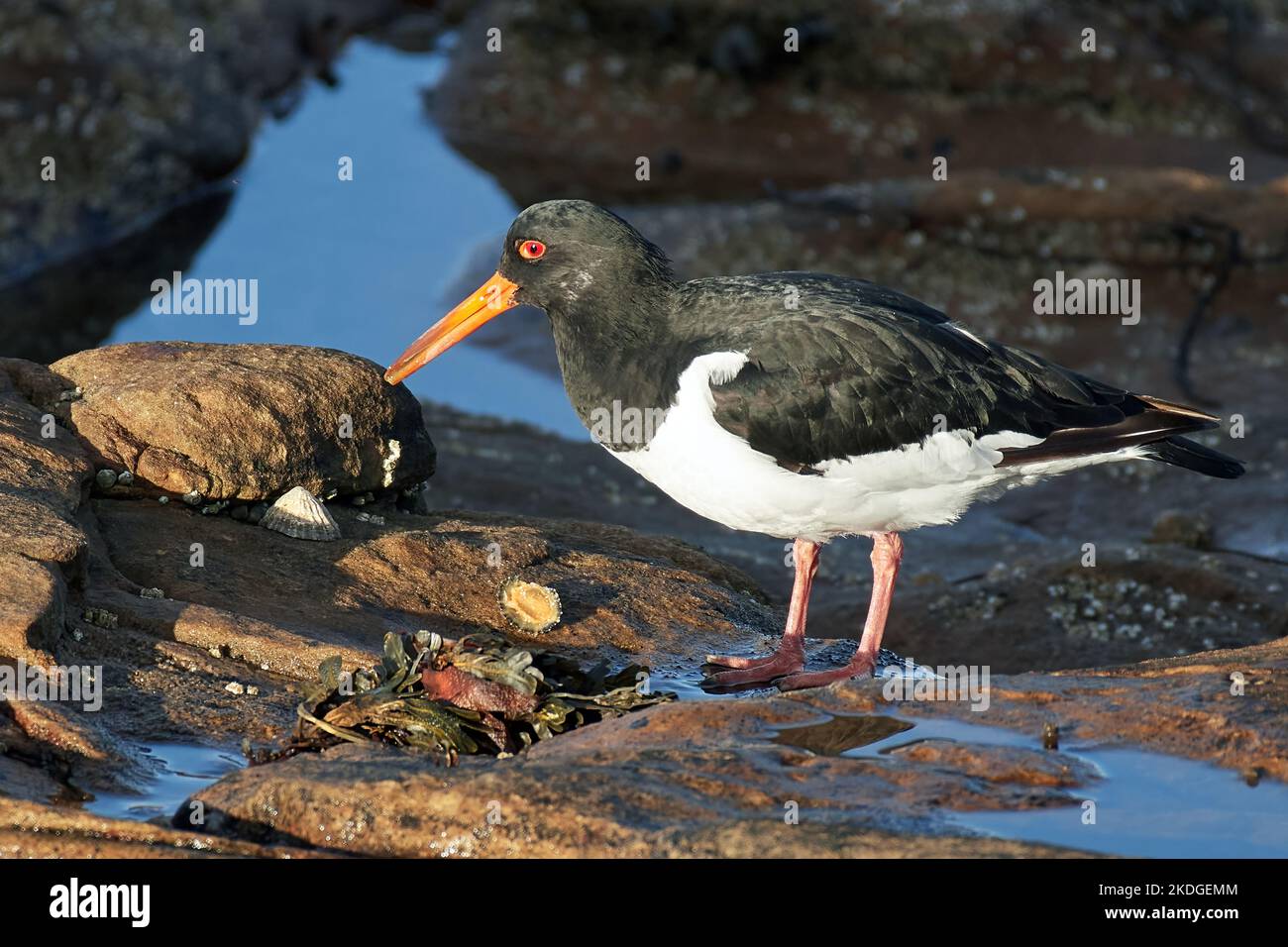 Foto beccaccia di mare immagini e fotografie stock ad alta risoluzione ...