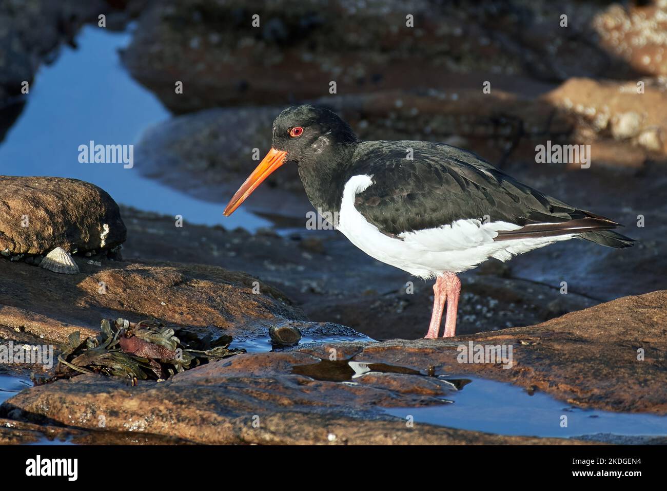 Foto beccaccia di mare immagini e fotografie stock ad alta risoluzione ...