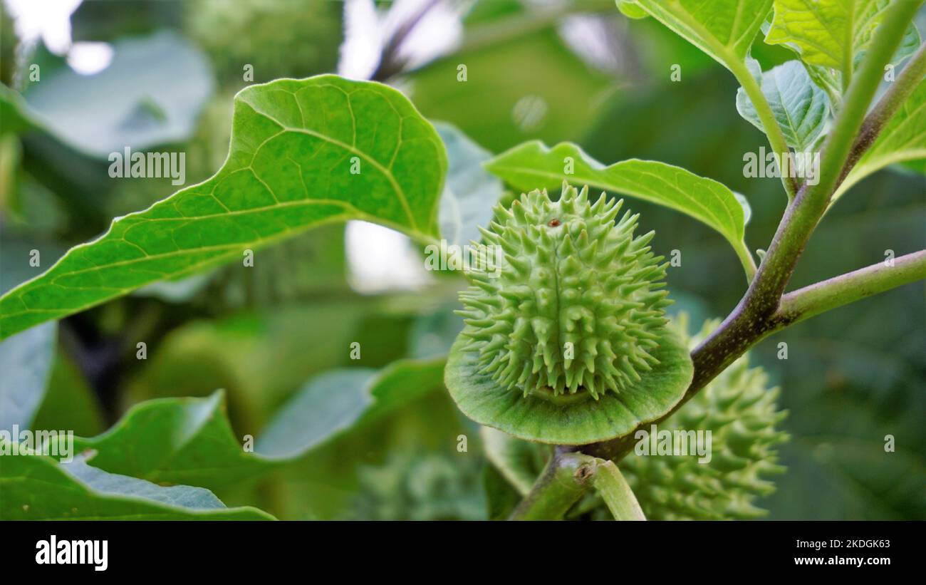 Karu umattai immagini e fotografie stock ad alta risoluzione - Alamy