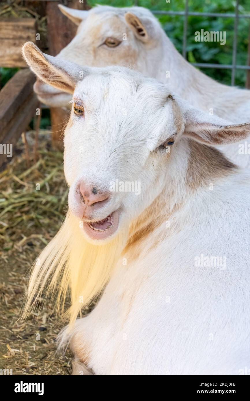 Capre da latte nane nigeriane immagini e fotografie stock ad alta ...