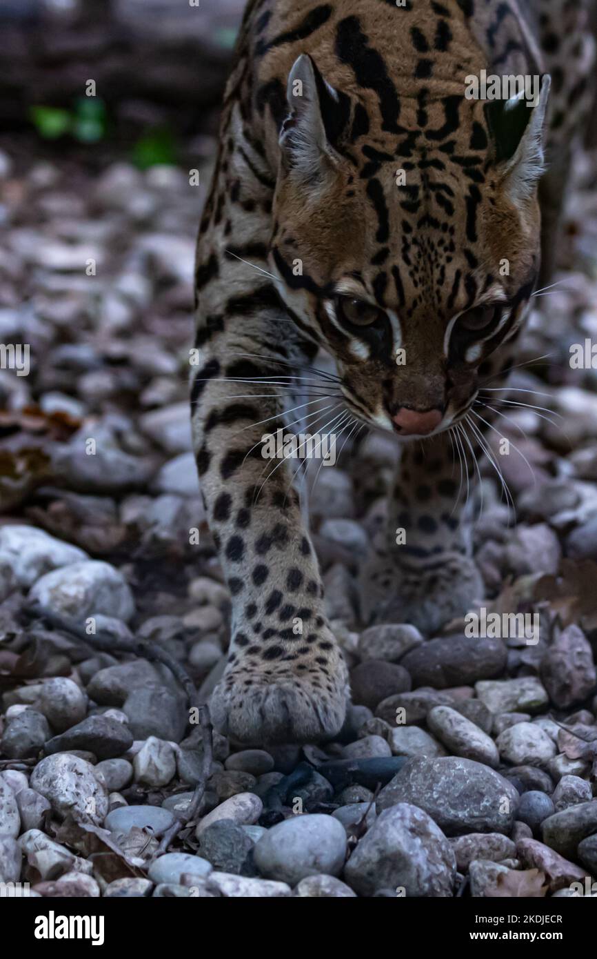 Ocelot cat immagini e fotografie stock ad alta risoluzione - Alamy