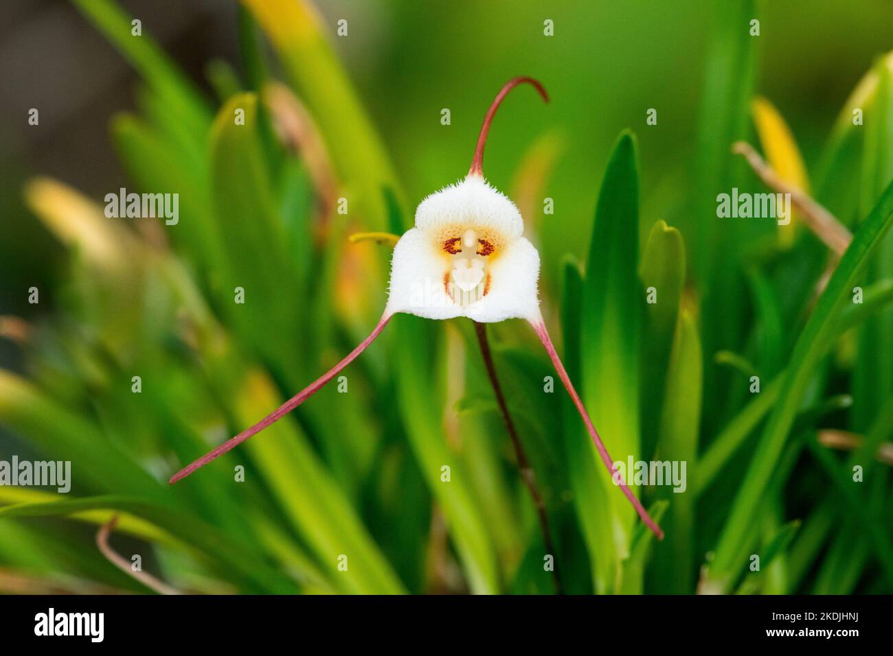 Dracula dracula sp immagini e fotografie stock ad alta risoluzione - Alamy