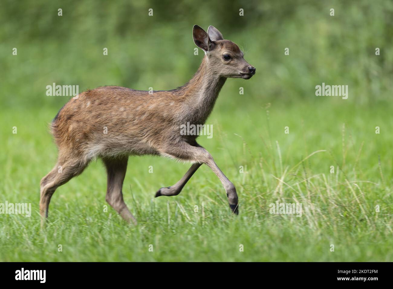 Cervo sika cervo in esecuzione immagini e fotografie stock ad alta ...