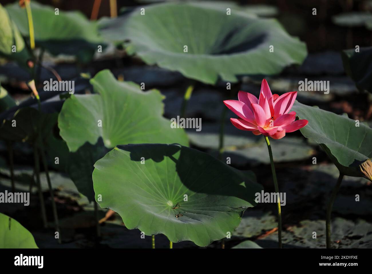 Acqua gialla ngurrungurrudjba billabong immagini e fotografie stock ad ...