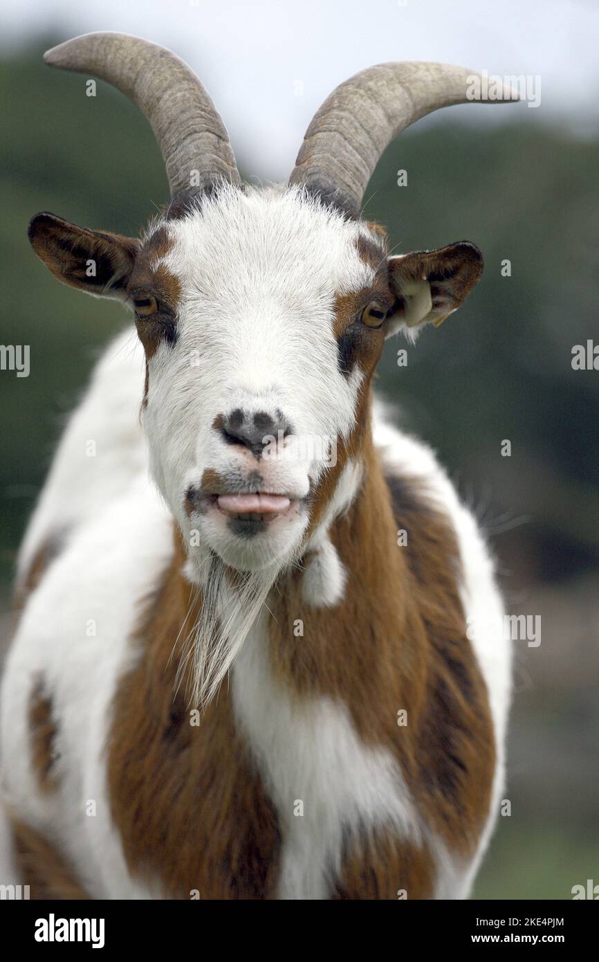 Capra pezzata immagini e fotografie stock ad alta risoluzione - Alamy