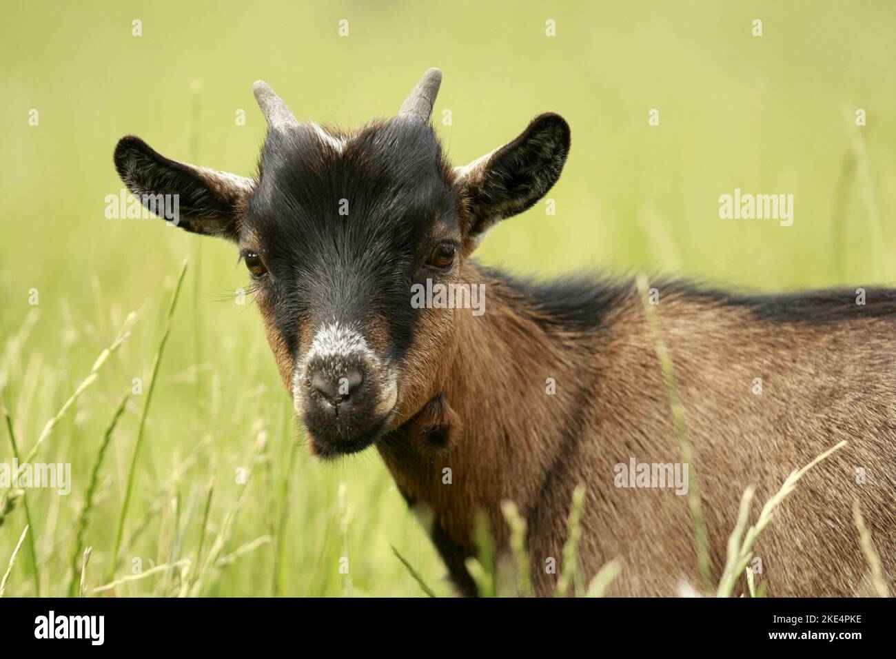 Capra pezzata immagini e fotografie stock ad alta risoluzione - Alamy