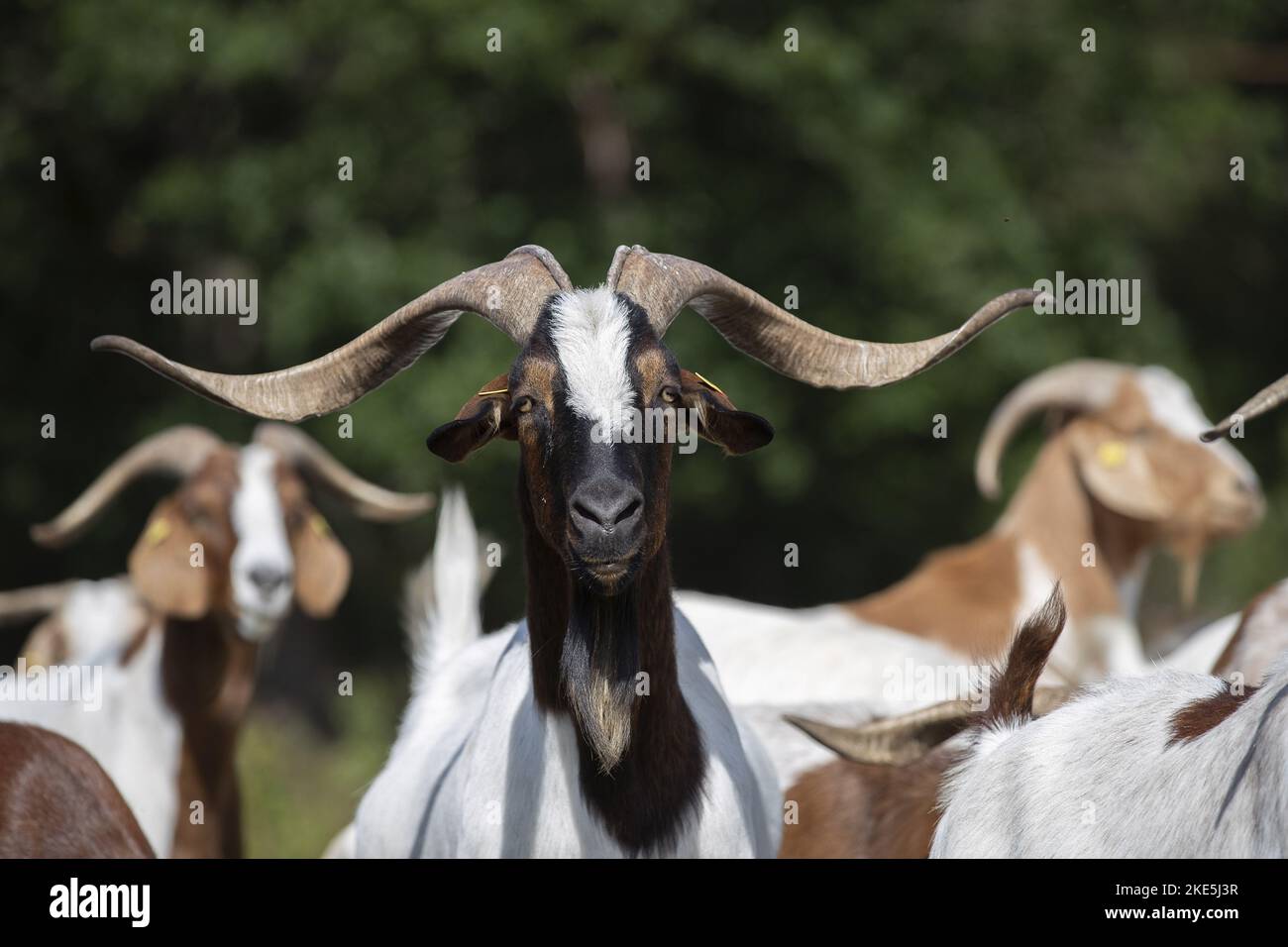 Capra boera capra hircus immagini e fotografie stock ad alta ...