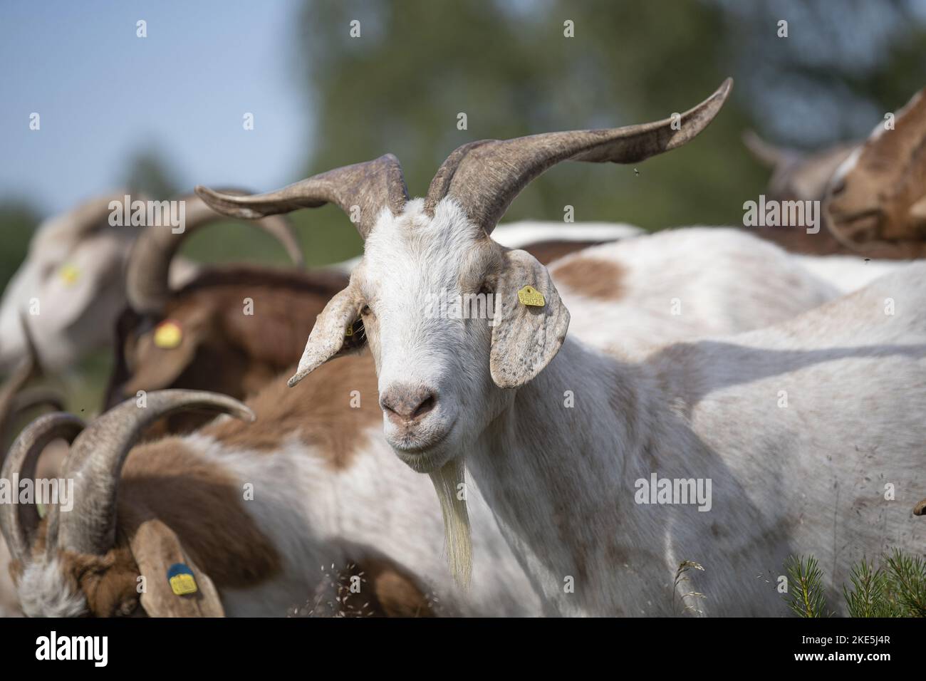 Capra boera capra hircus immagini e fotografie stock ad alta ...