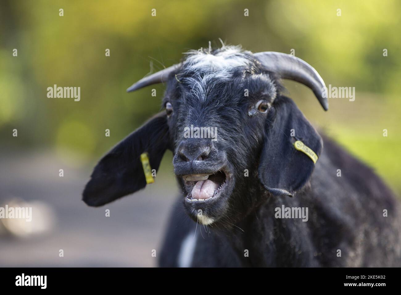 Capra pezzata immagini e fotografie stock ad alta risoluzione - Alamy