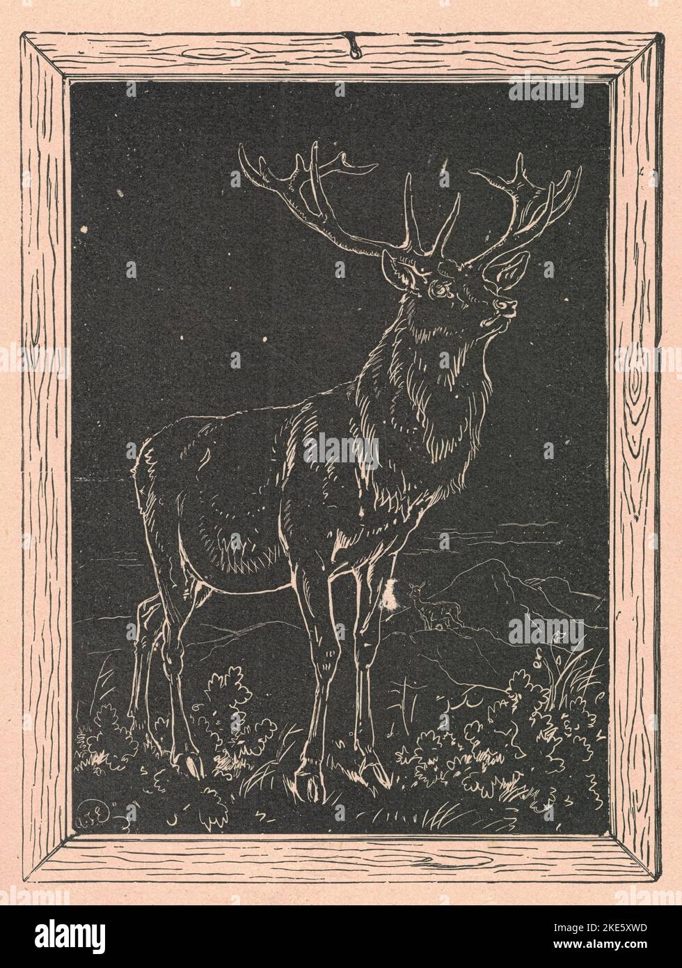 L'illustrazione antica in bianco e nero mostra un disegno del cervo ...
