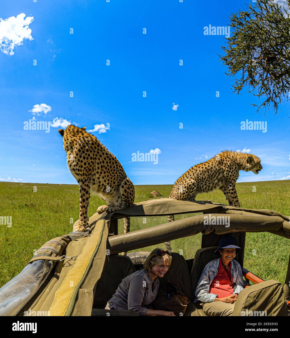Famoso ghepardo malaika su landrover con figlio immagini e fotografie ...