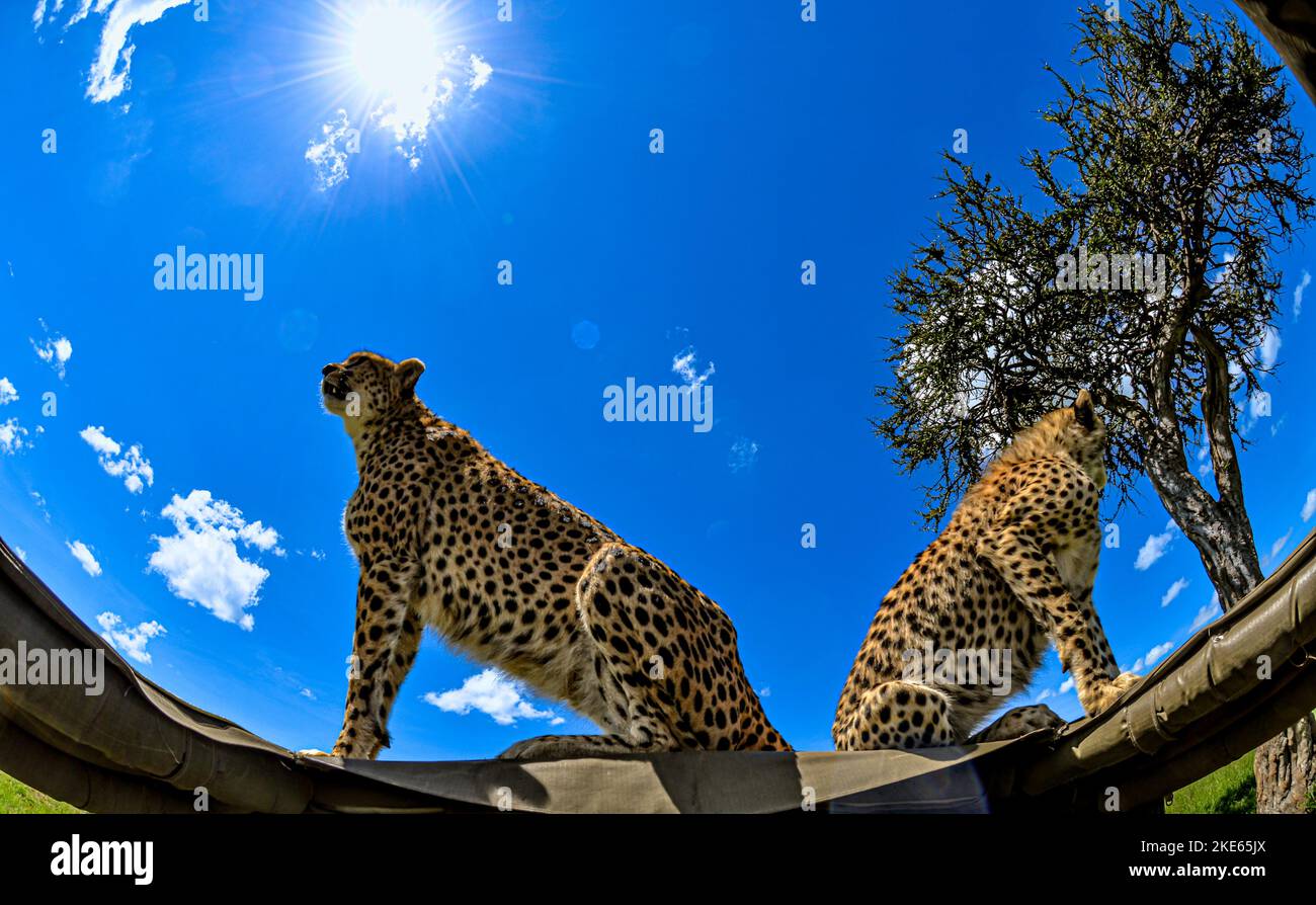 Famoso ghepardo malaika su landrover con figlio immagini e fotografie ...