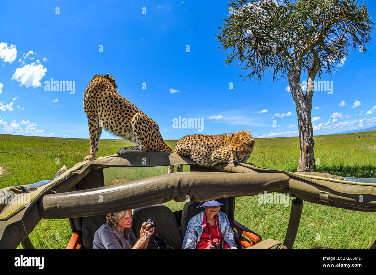 Famoso ghepardo malaika su landrover con figlio immagini e fotografie ...