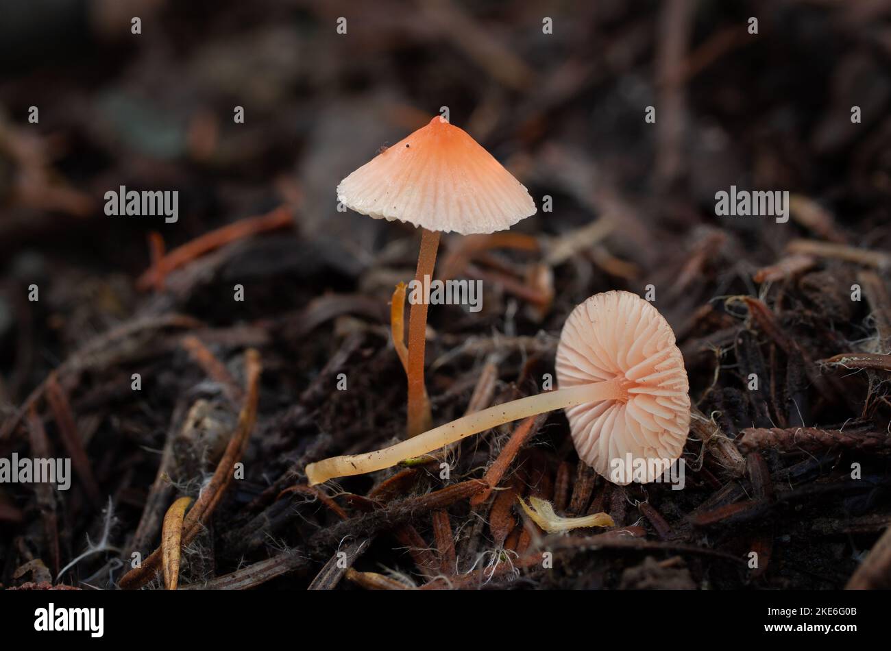 M acicula immagini e fotografie stock ad alta risoluzione - Alamy