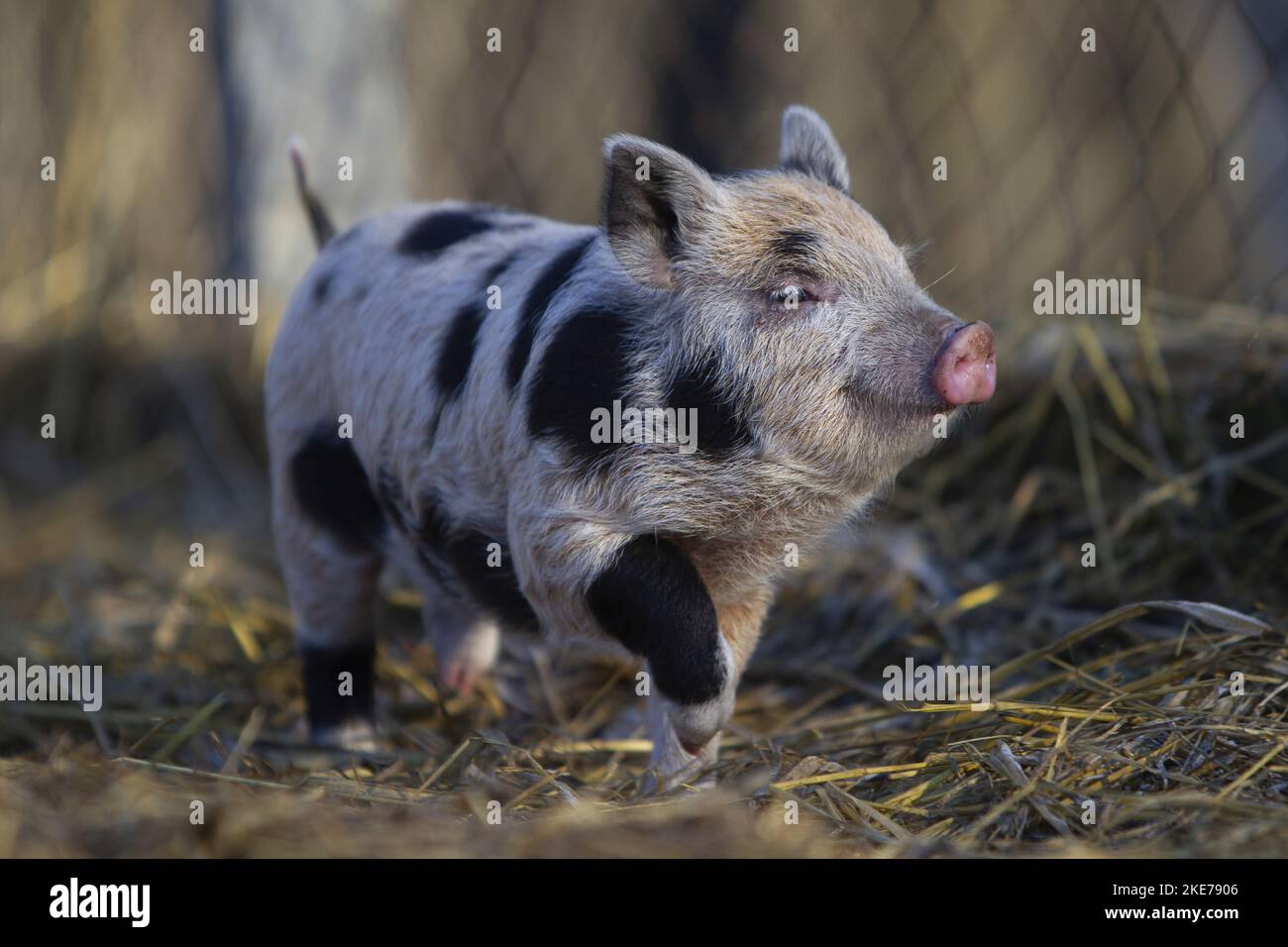 Mini ciclone immagini e fotografie stock ad alta risoluzione - Alamy