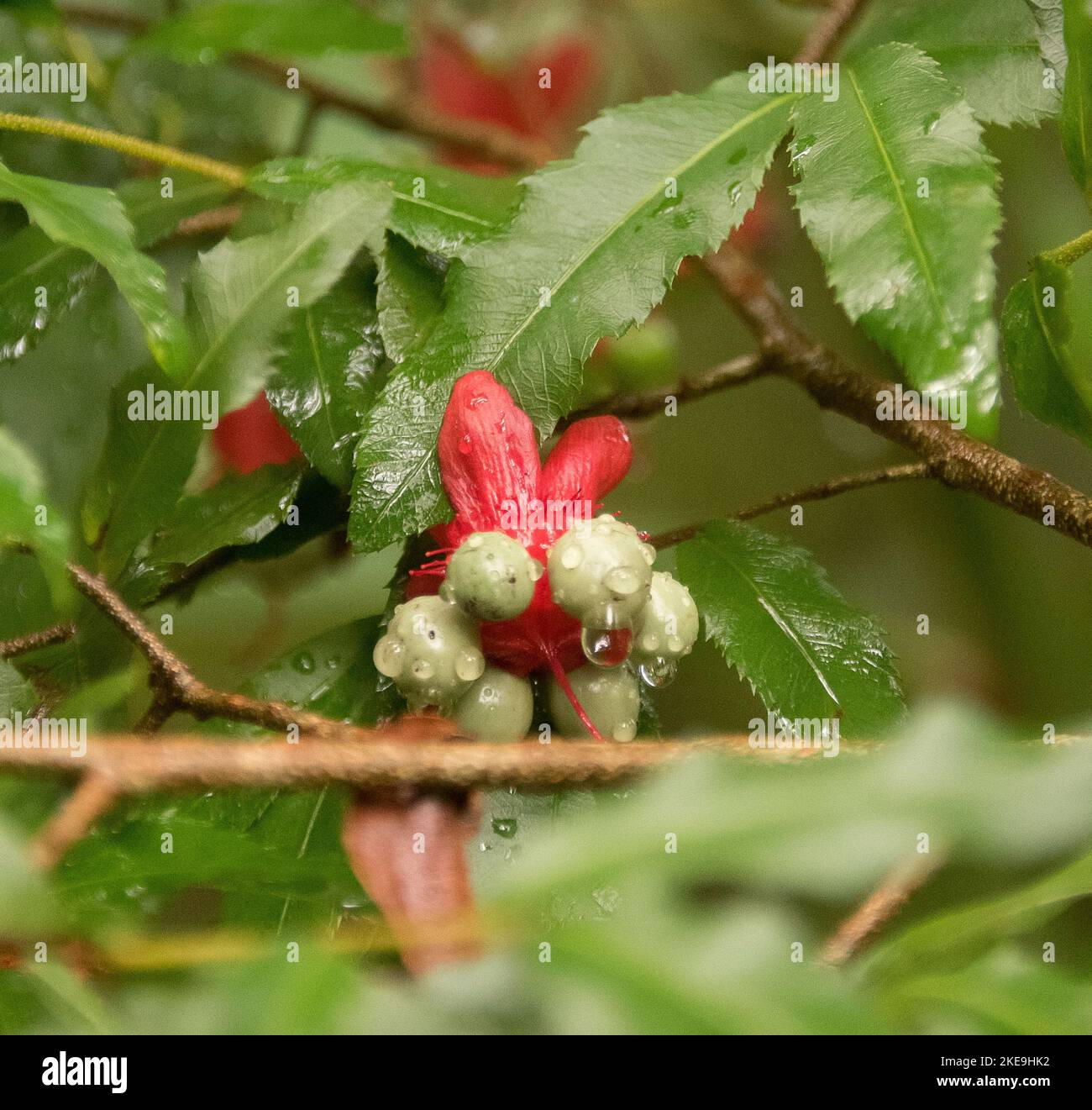 Pianta di topo immagini e fotografie stock ad alta risoluzione - Alamy
