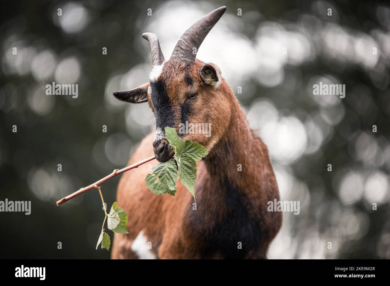 Capra pigmea africana immagini e fotografie stock ad alta risoluzione ...