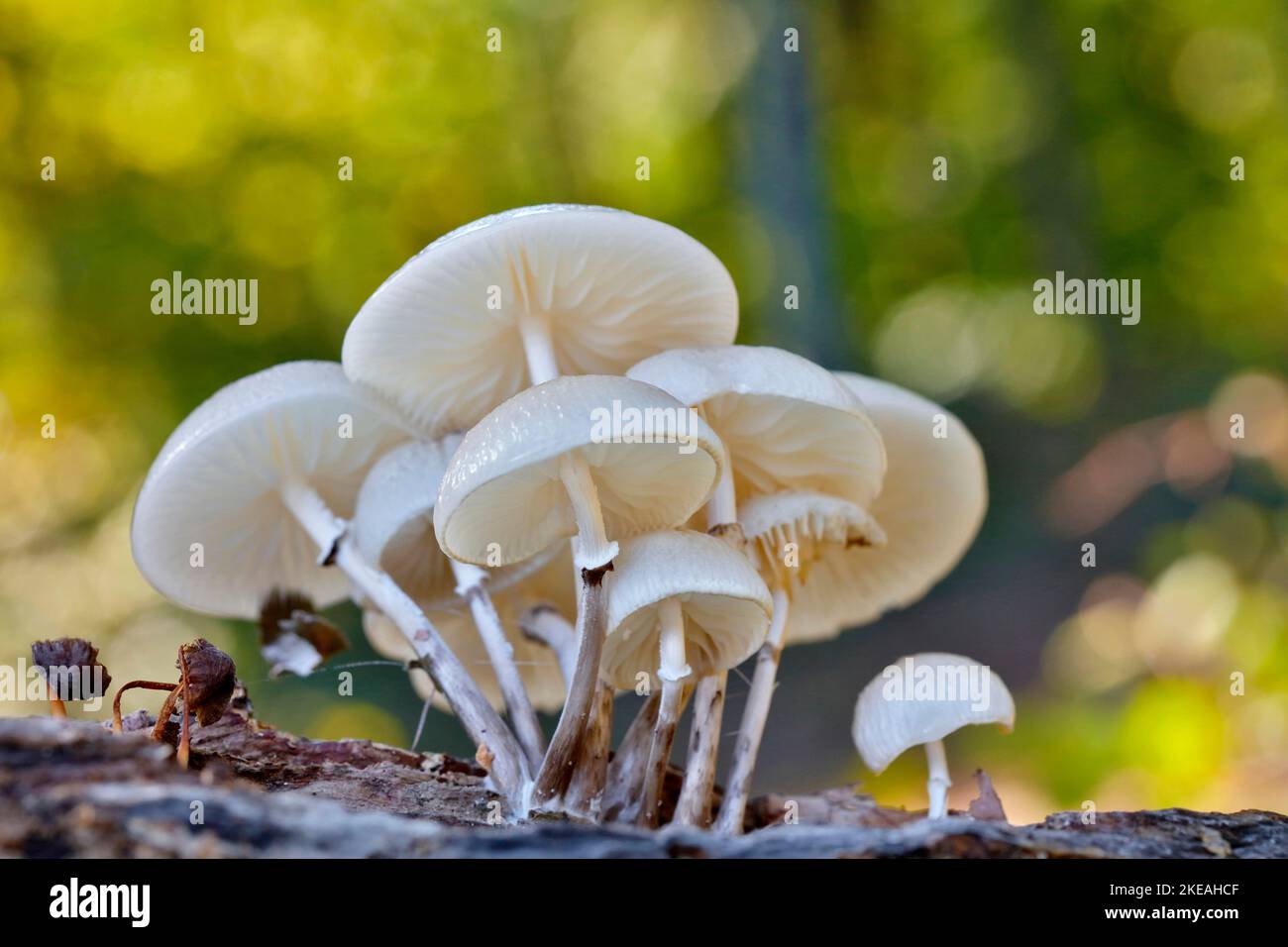Corpi fruttiferi di funghi in porcellana immagini e fotografie stock ad ...