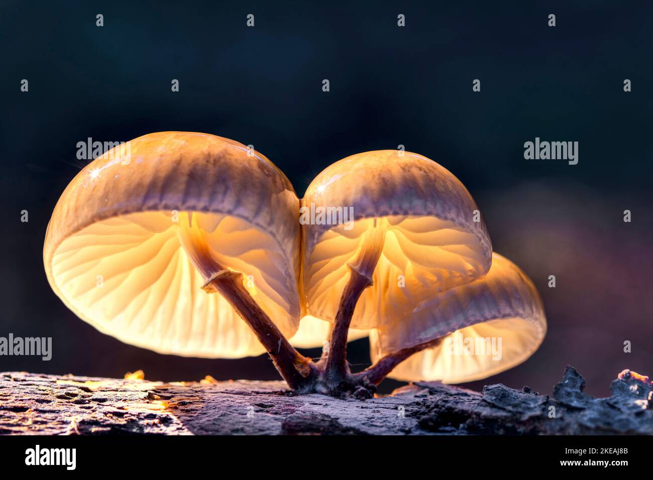 Corpi fruttiferi di funghi in porcellana immagini e fotografie stock ad ...