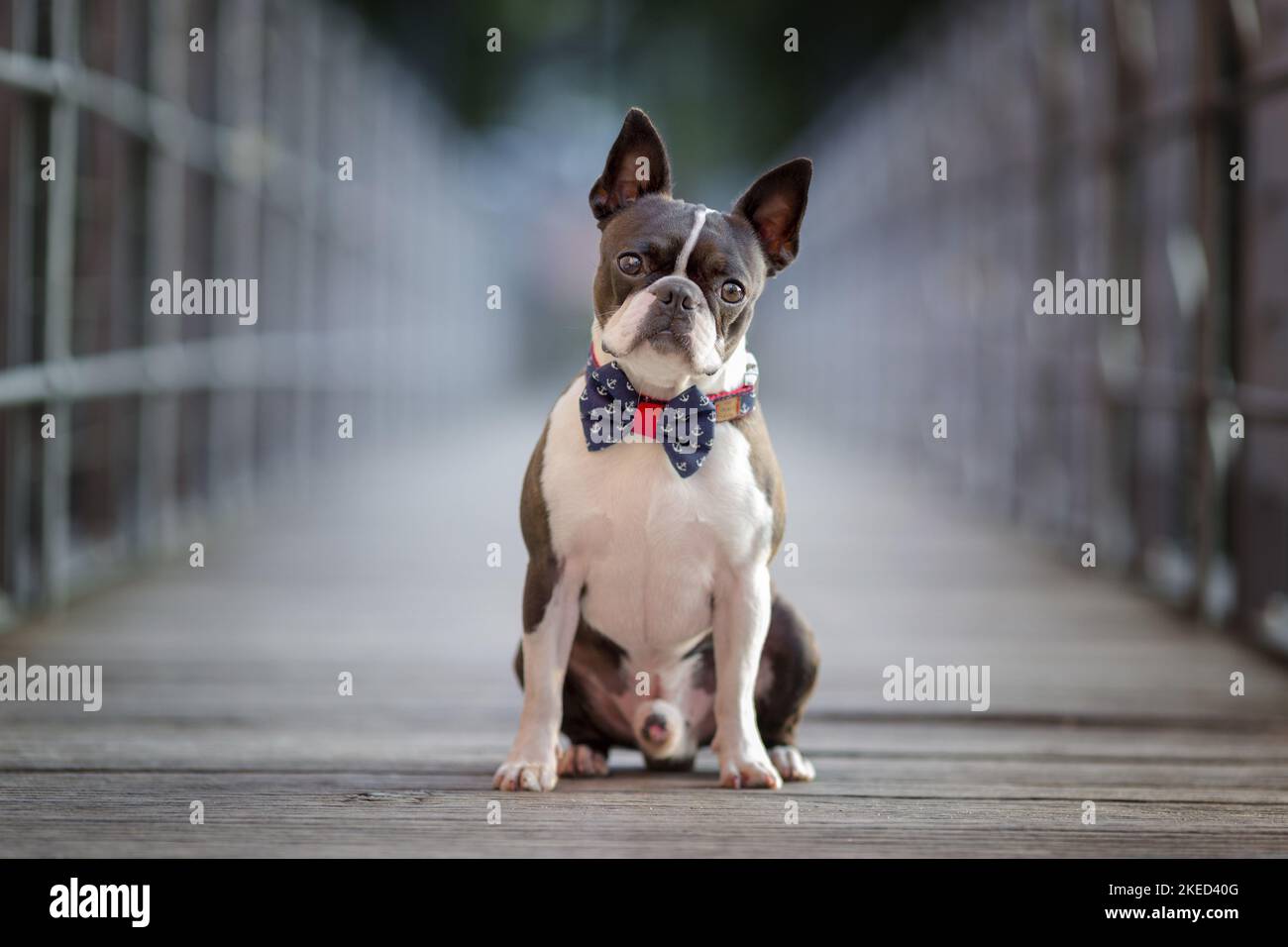 Dickey bow immagini e fotografie stock ad alta risoluzione - Alamy