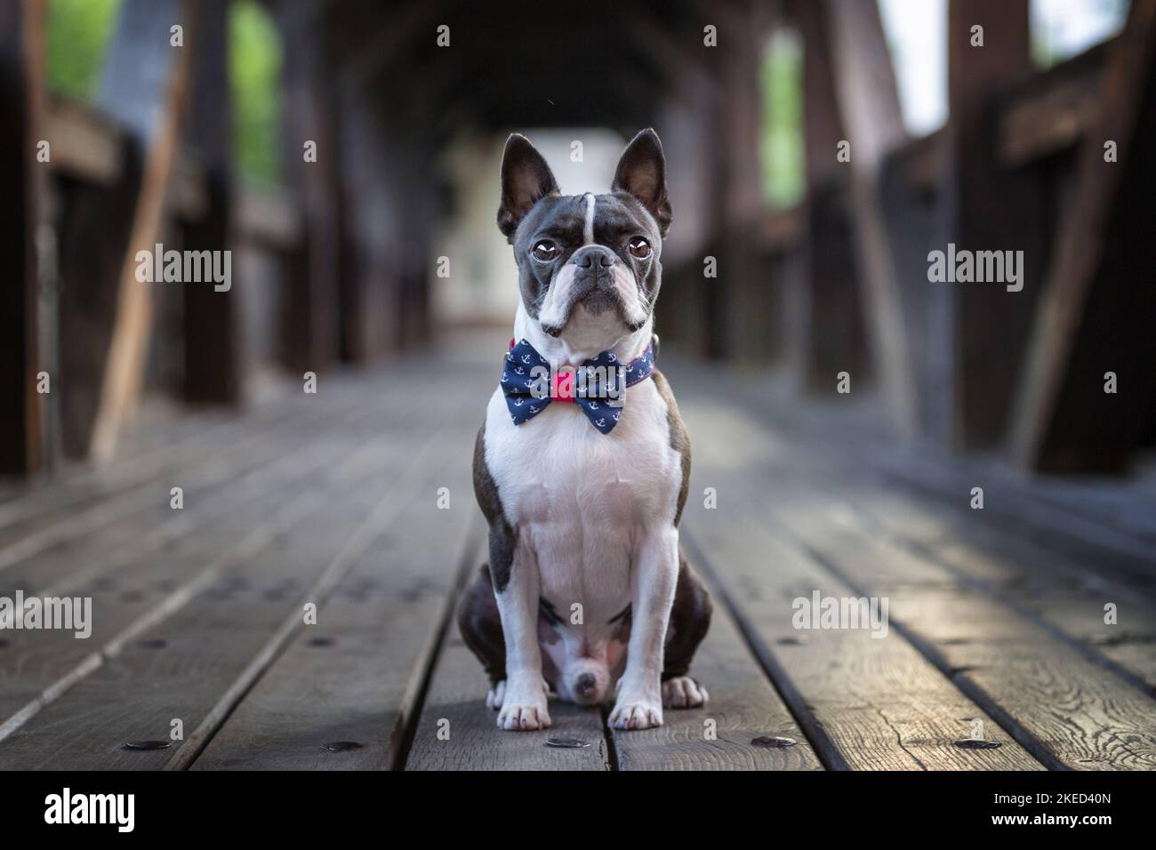 Dickey bow immagini e fotografie stock ad alta risoluzione - Alamy
