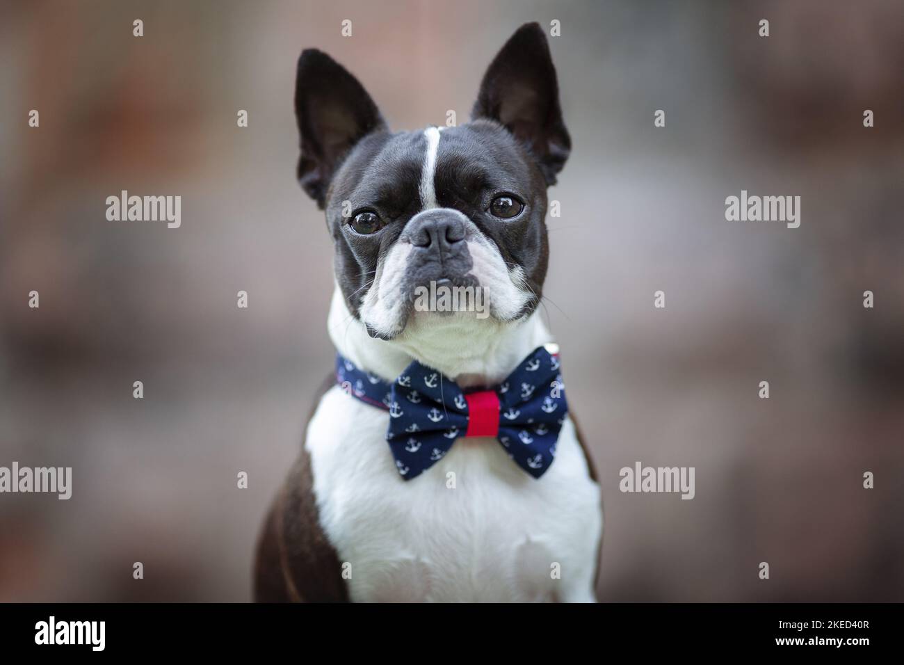 Dickey bow immagini e fotografie stock ad alta risoluzione - Alamy