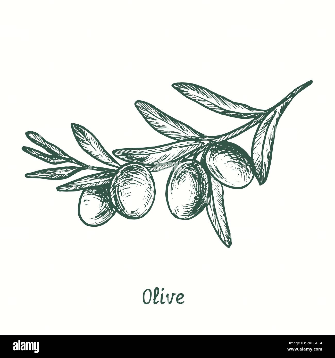 Ramoscello d’ulivo disegno immagini e fotografie stock ad alta ...