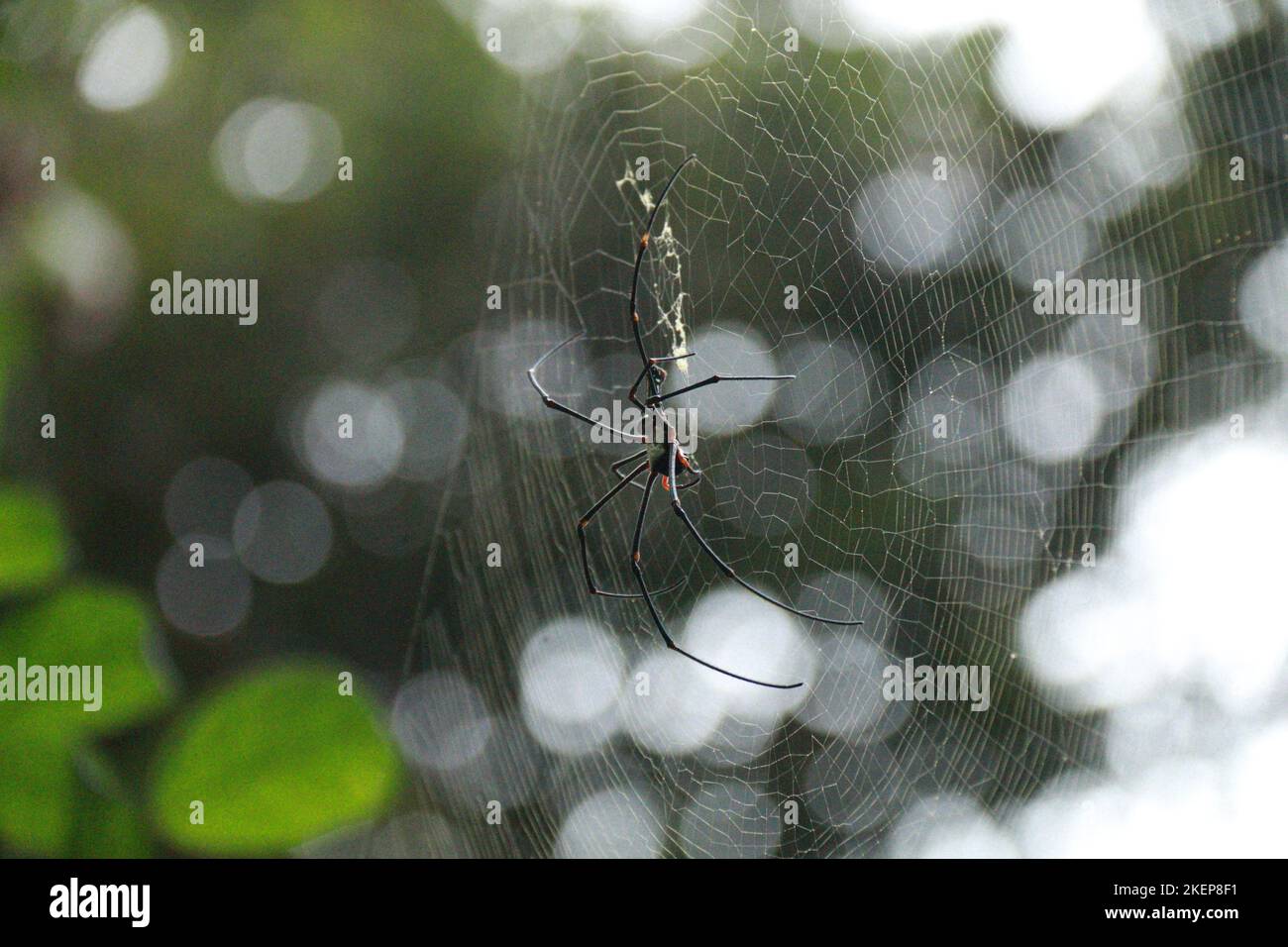 Amante degli insetti immagini e fotografie stock ad alta risoluzione ...