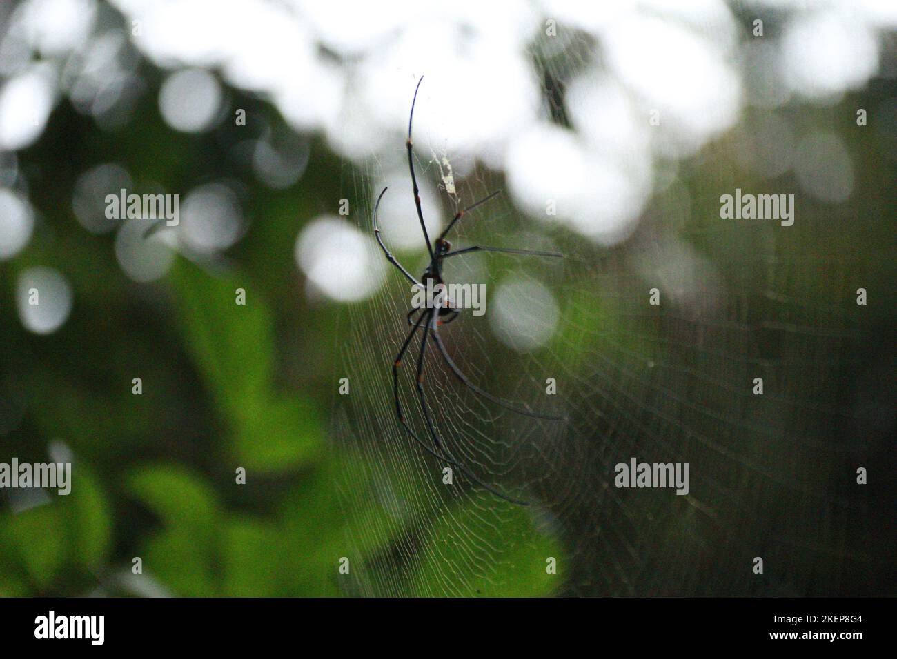 Amante degli insetti immagini e fotografie stock ad alta risoluzione ...