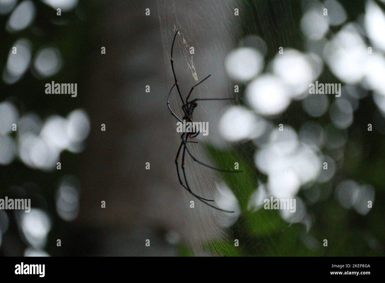 Amante degli insetti immagini e fotografie stock ad alta risoluzione ...