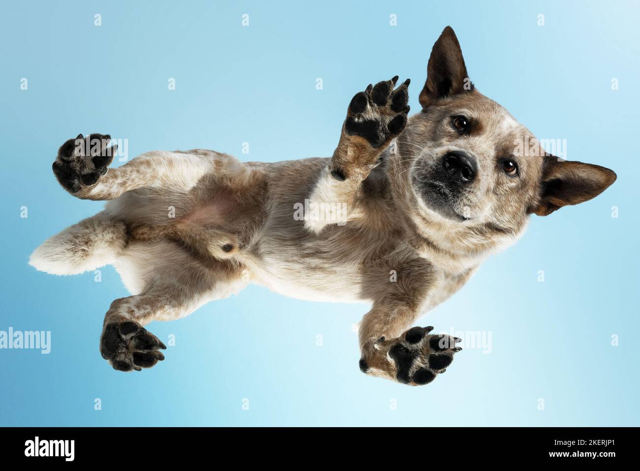 Australiana australian humourous immagini e fotografie stock ad alta ...