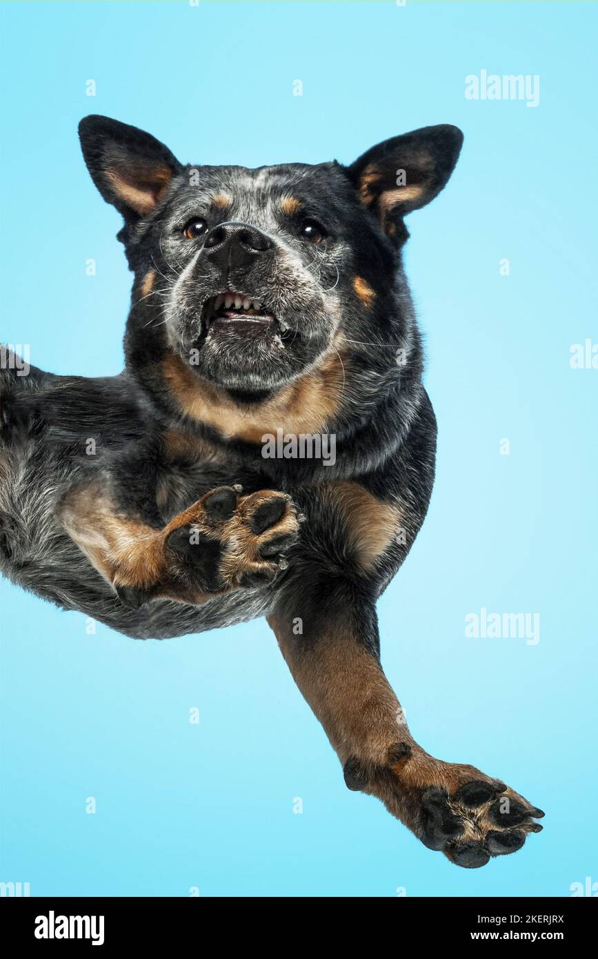 Australiana australian humourous immagini e fotografie stock ad alta ...