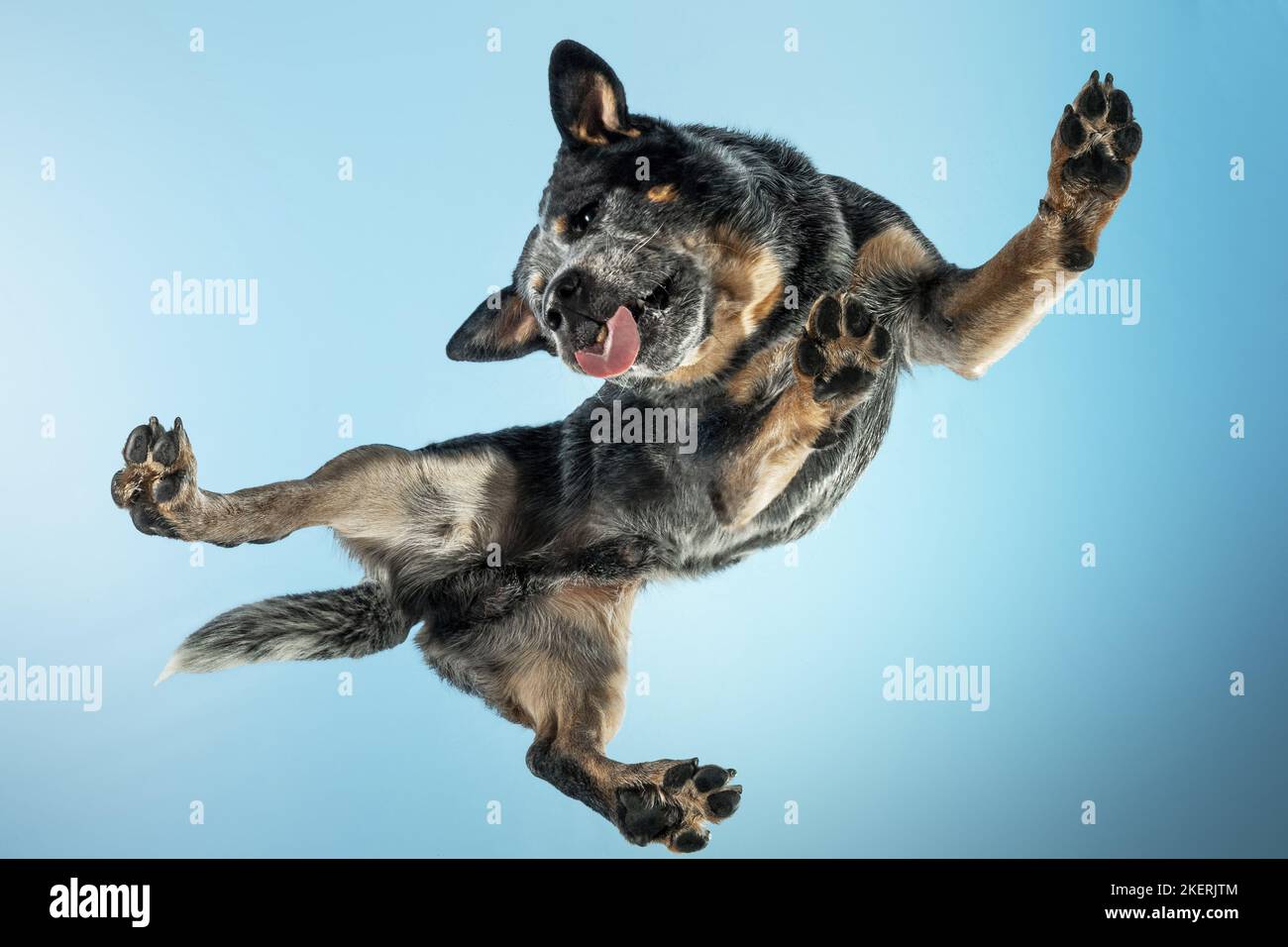 Australiana australian humourous immagini e fotografie stock ad alta ...