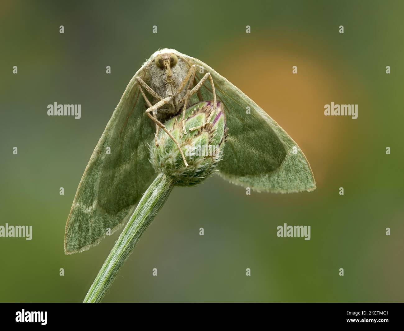 Rosso barrato immagini e fotografie stock ad alta risoluzione - Alamy