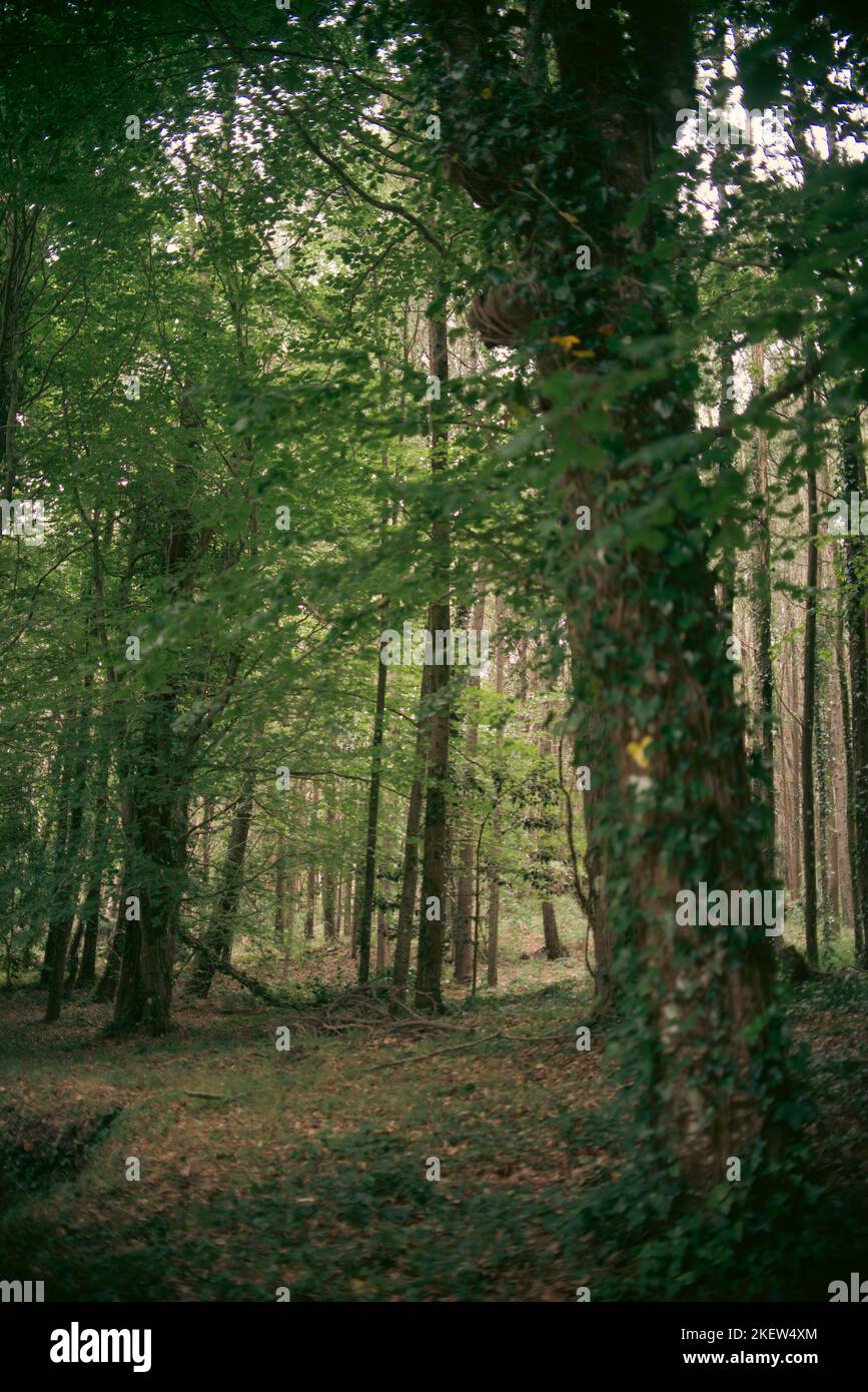 Genio della foresta immagini e fotografie stock ad alta risoluzione - Alamy