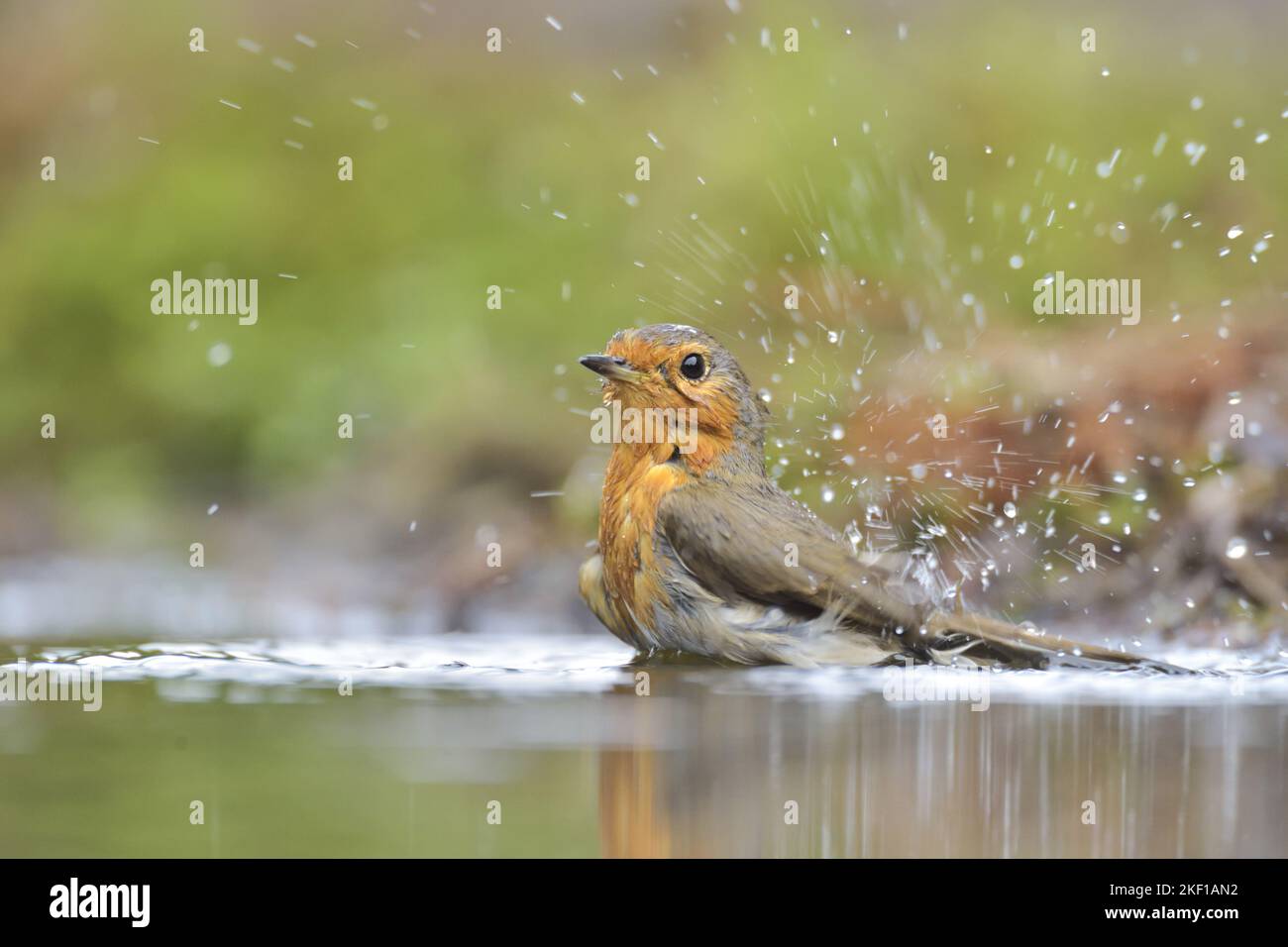 Laghi robin immagini e fotografie stock ad alta risoluzione - Alamy