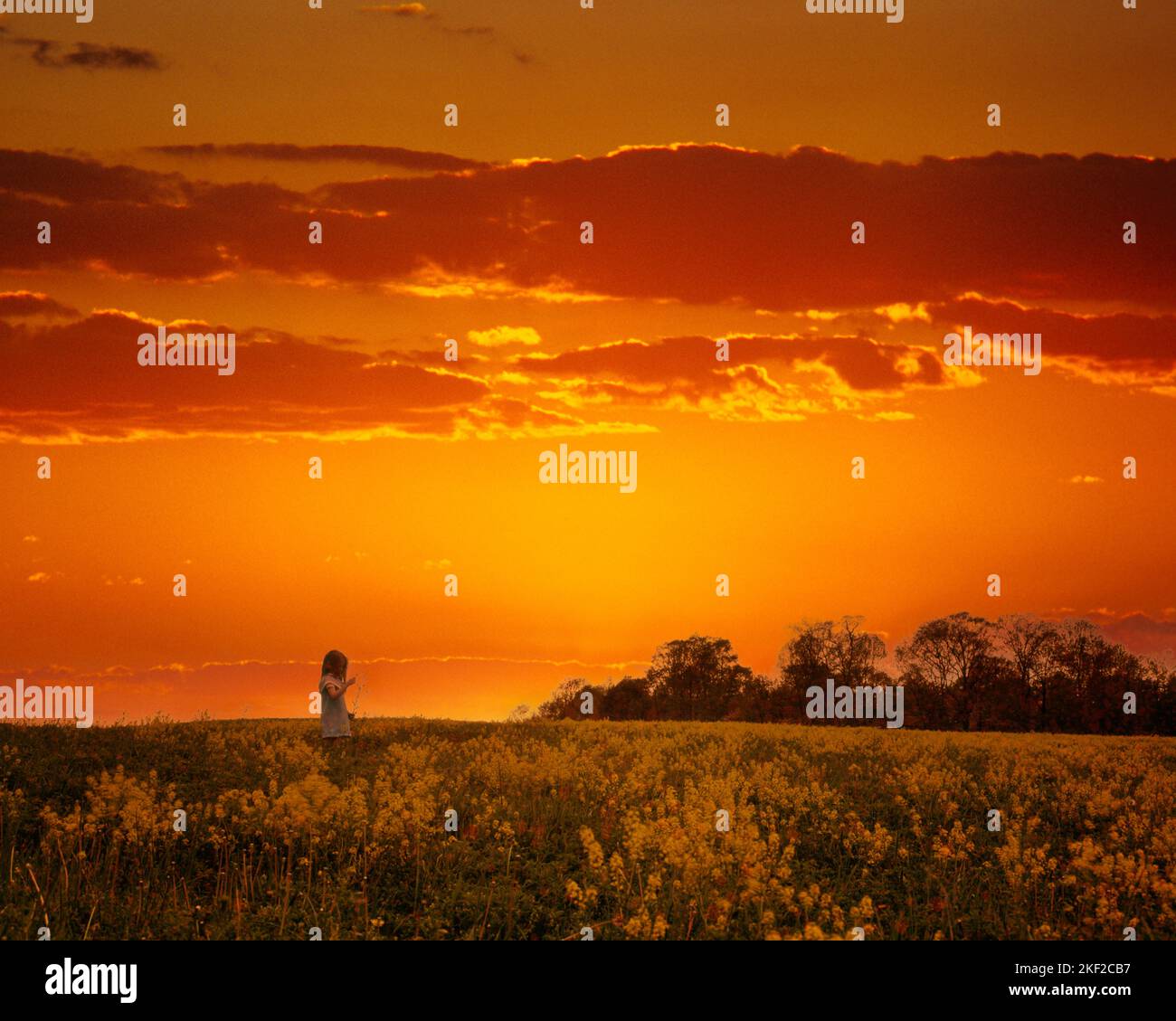 1960S ANONIMO SILHOUETTED BAMBINA RACCOLTA FIORI GIALLI IN MEZZO DI ...