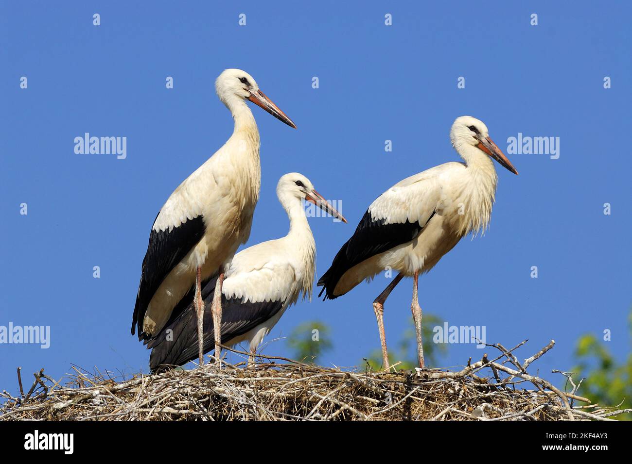 Weisse storche immagini e fotografie stock ad alta risoluzione - Alamy